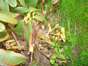 Rododendron - choroby, zwalczanie, oryski - Forum Ogrodnicze